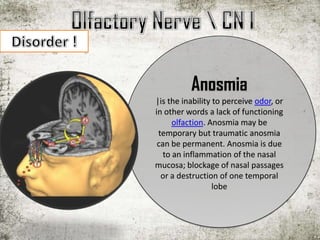 Sensory cranial nerves | PPT