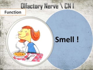 Sensory cranial nerves | PPT