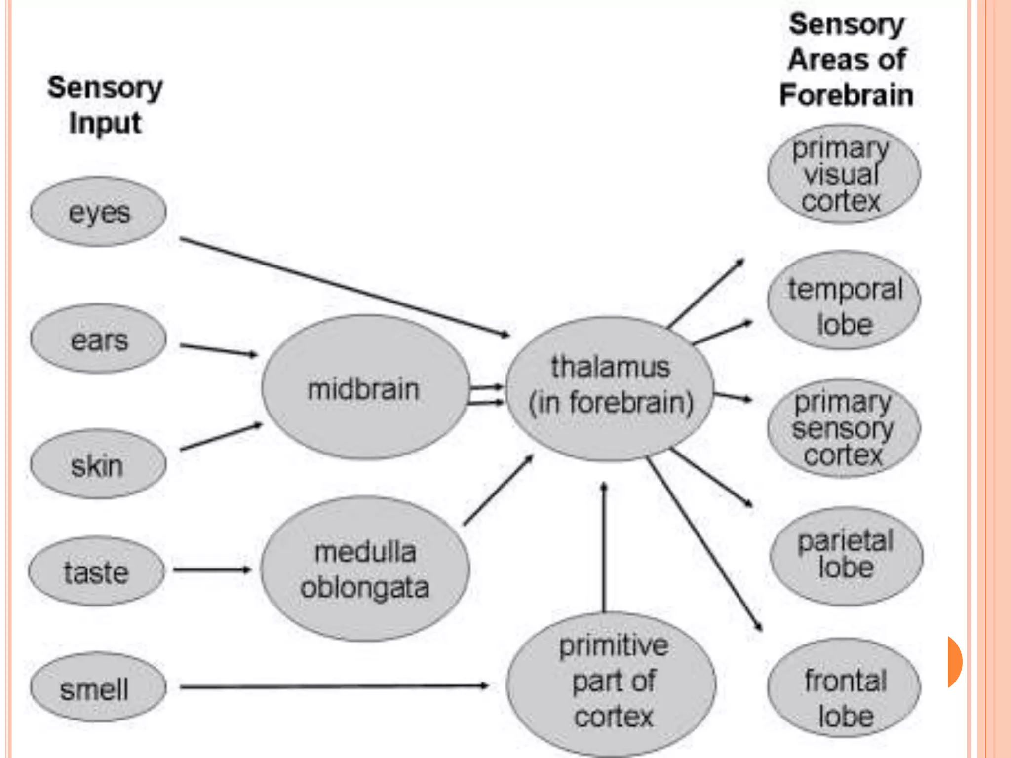 Sensory deprivation | PPT