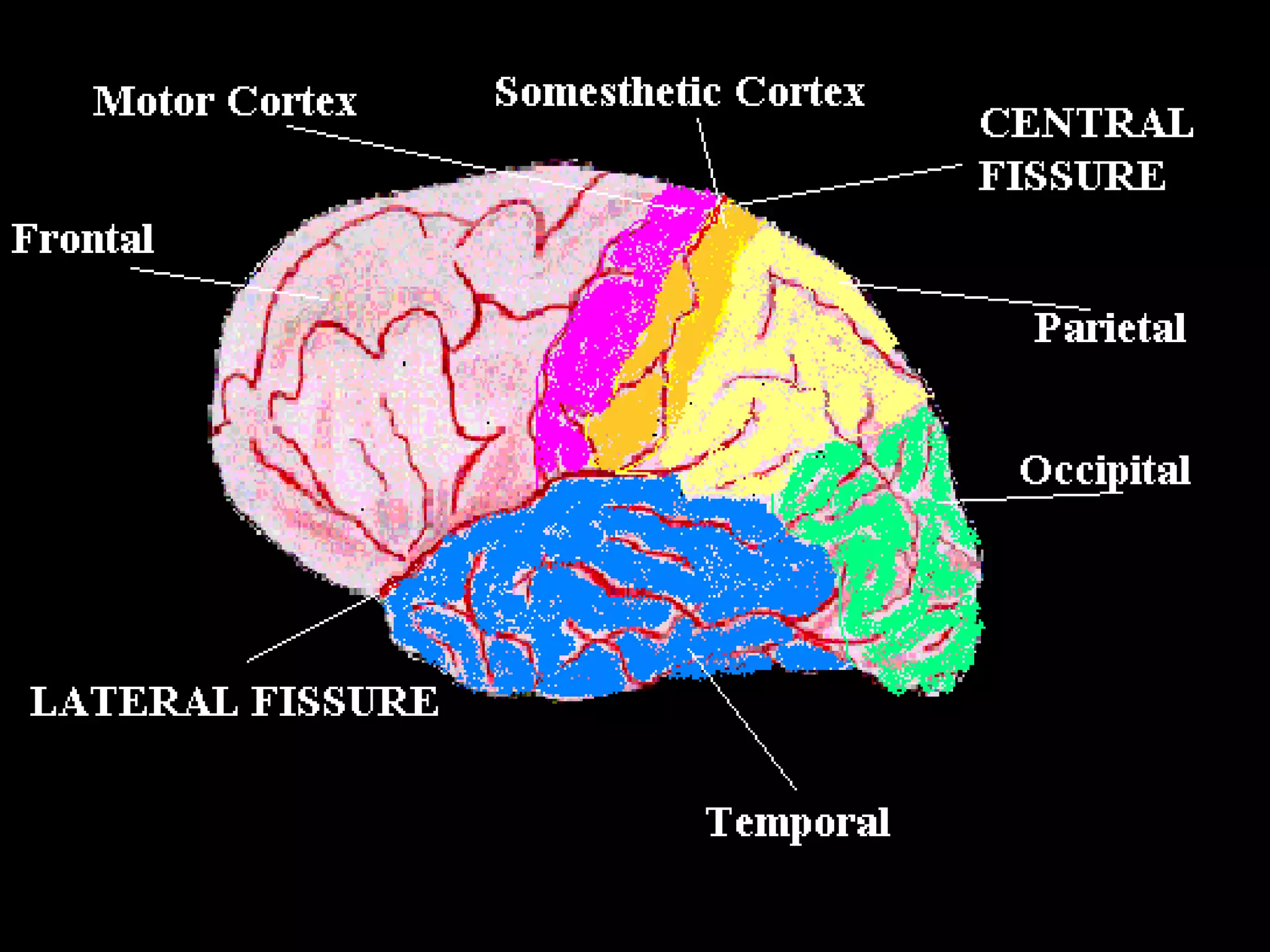 Sensory disturbances at the level of thalamus and cortex | PPTX | Brain ...