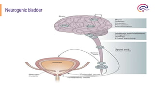 sensory examination, speech , neurogenic bladder | PPTX
