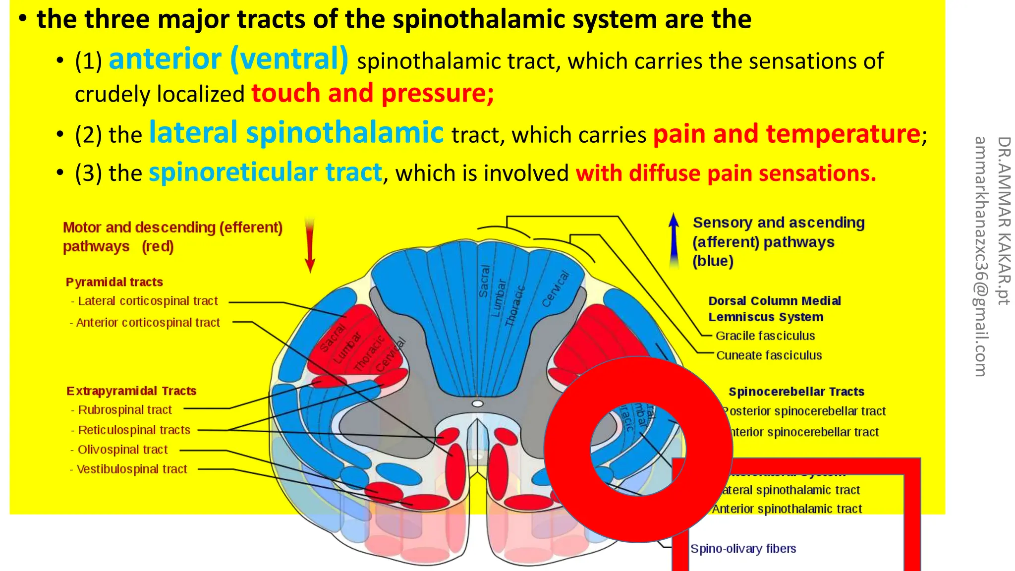 Sensory system (neurological) examination o sulivan.pptx