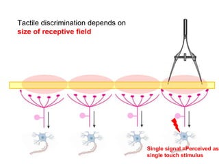 sensory lect 3-1.pptx