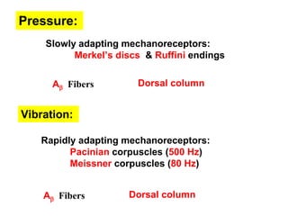 sensory lect 3-1.pptx