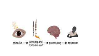 Sensory Mechanism- definition characteristics | PPT