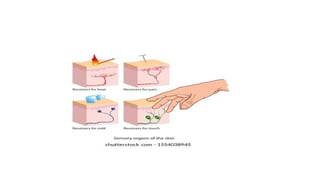Sensory Mechanism- definition characteristics | PPT
