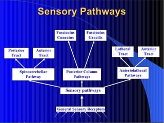 Sensory tracts and motor tracts (Central nervous system) | PPTX