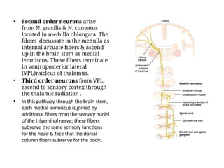 Sensory tracts and motor tracts (Central nervous system) | PPTX