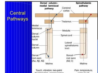 Sensory tracts and motor tracts (Central nervous system) | PPTX