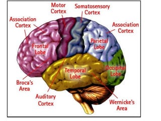 Sensory tracts and motor tracts (Central nervous system) | PPTX