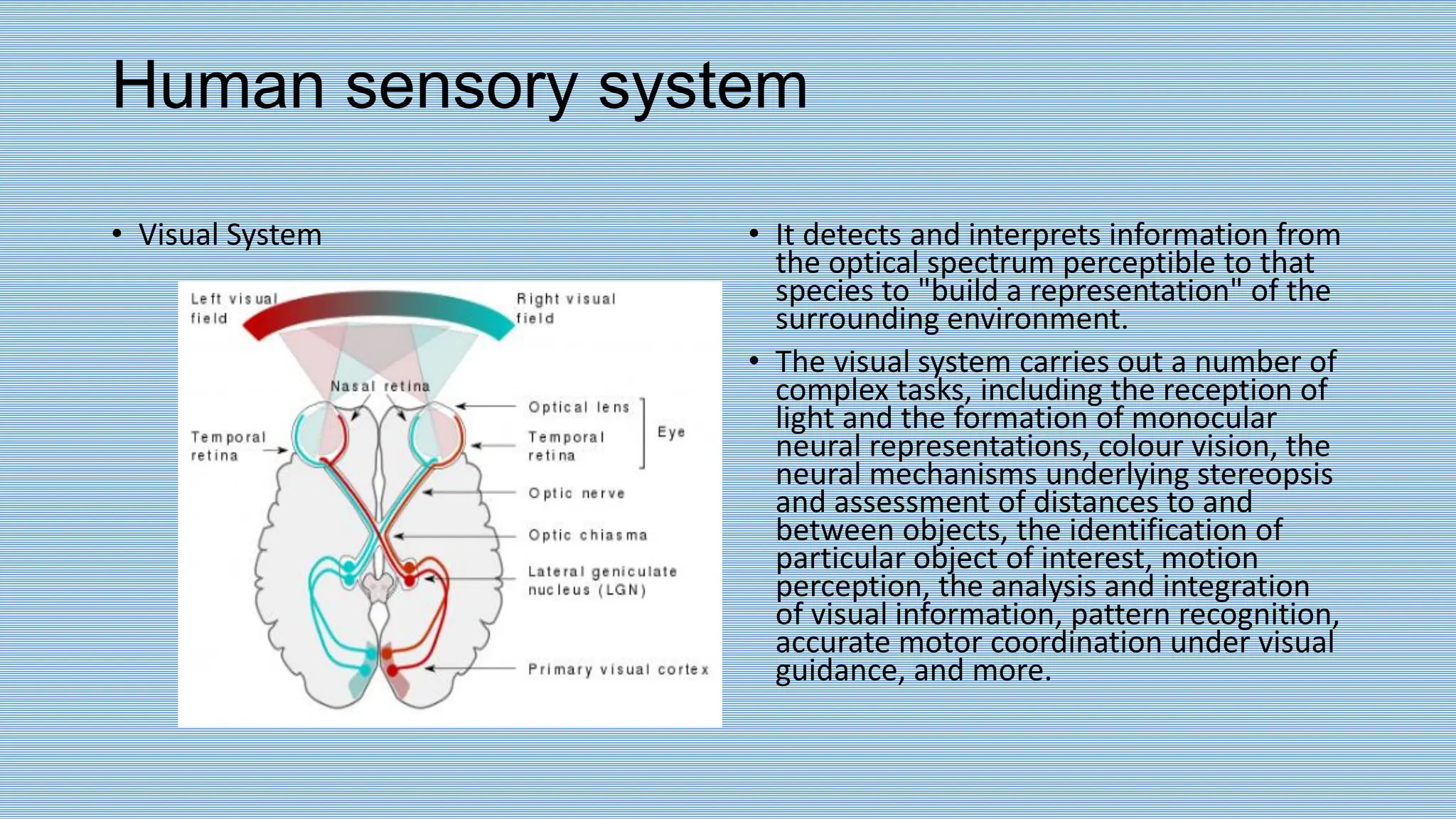 SENSORY NERVOUS SYSTEM,drjma.pdf