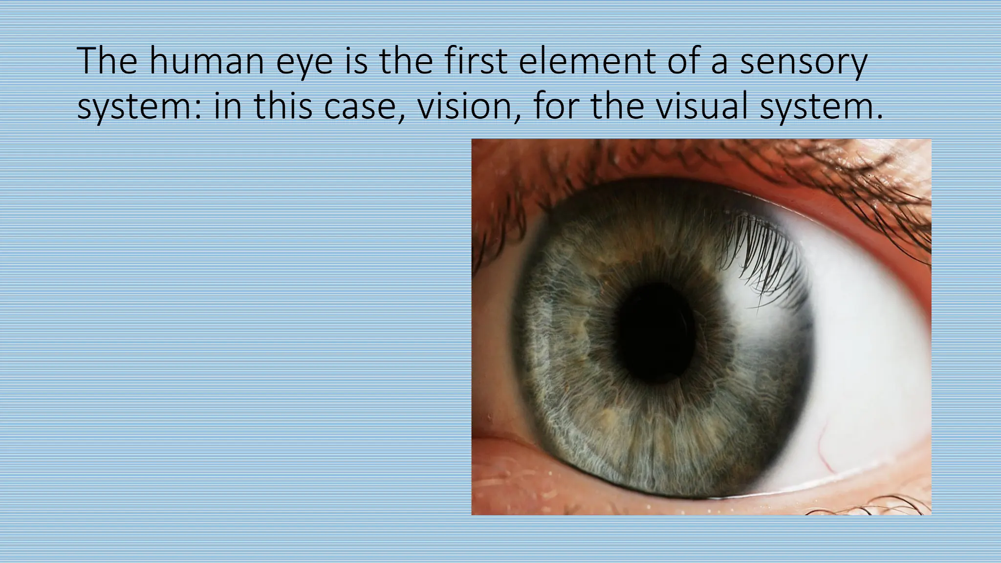 SENSORY NERVOUS SYSTEM,drjma.pdf