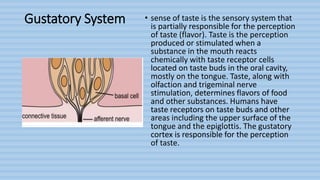 SENSORY NERVOUS SYSTEM,drjma.pdf