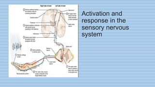 SENSORY NERVOUS SYSTEM,drjma.pdf