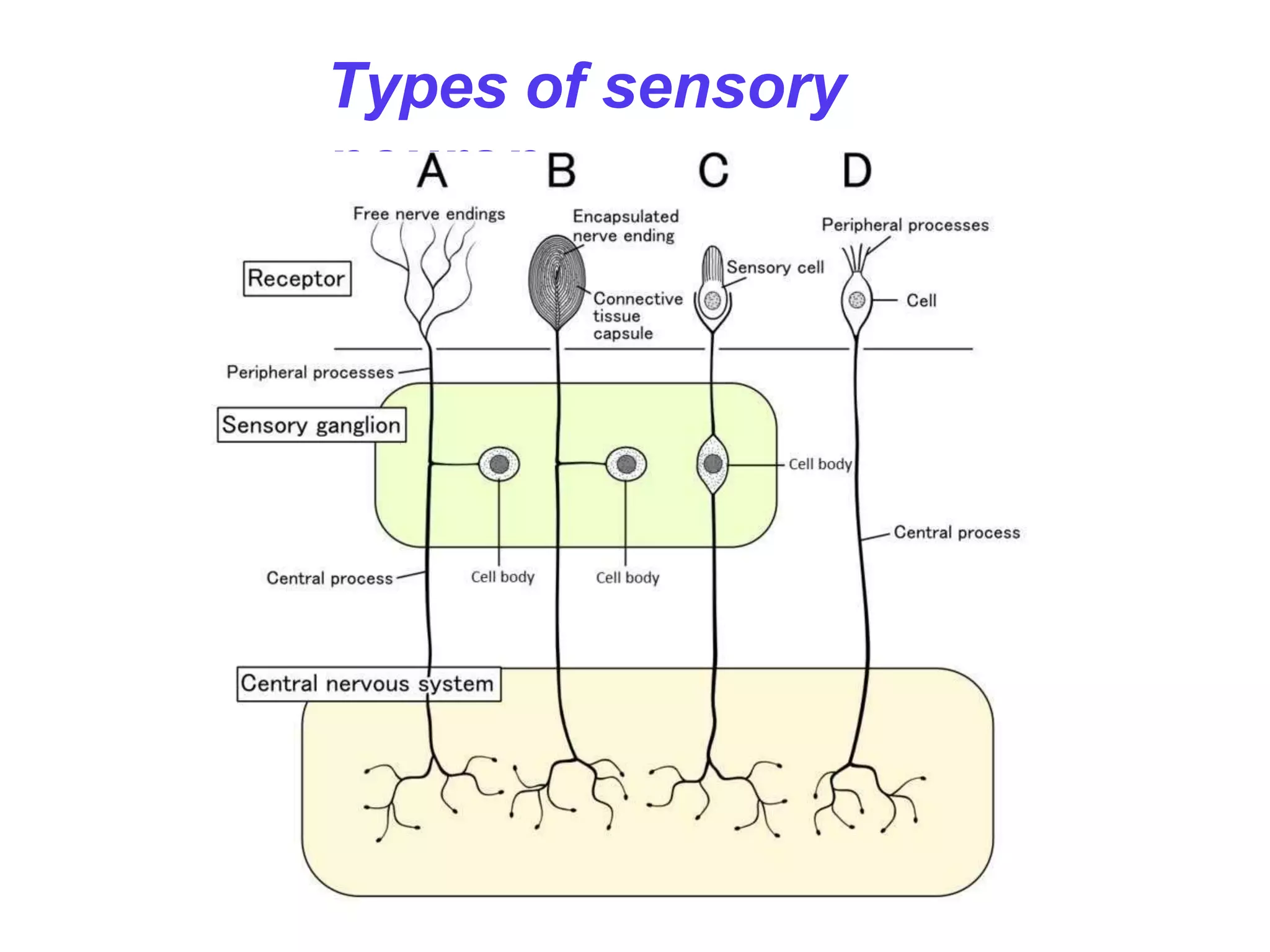 sensory_neurons.pptx