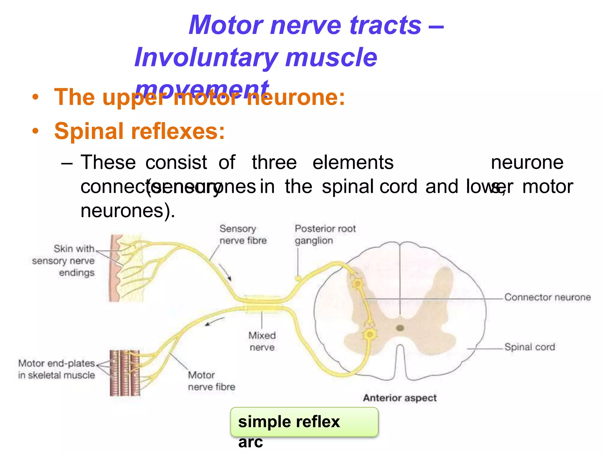 sensory_neurons.pptx