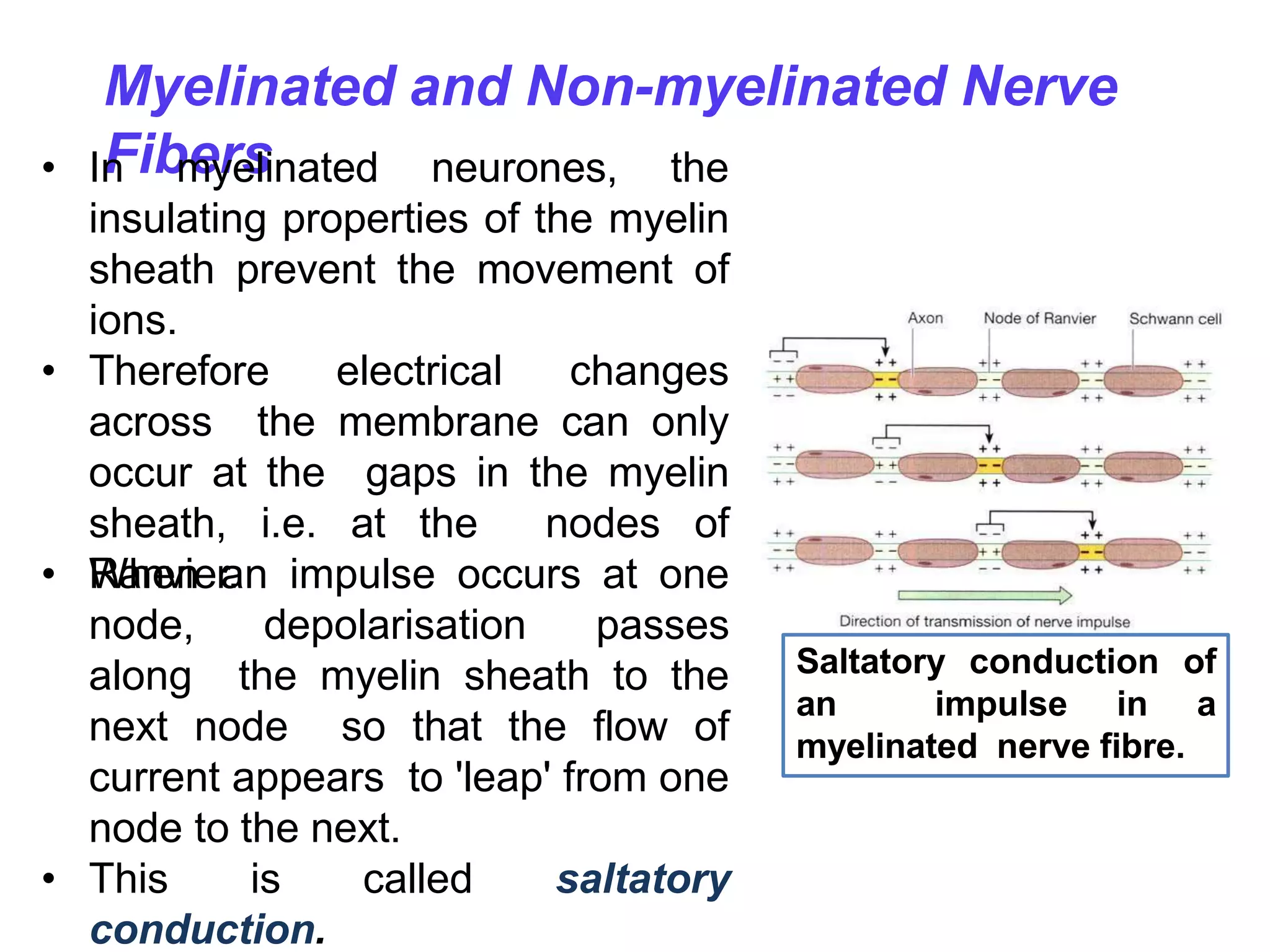 sensory_neurons.pptx