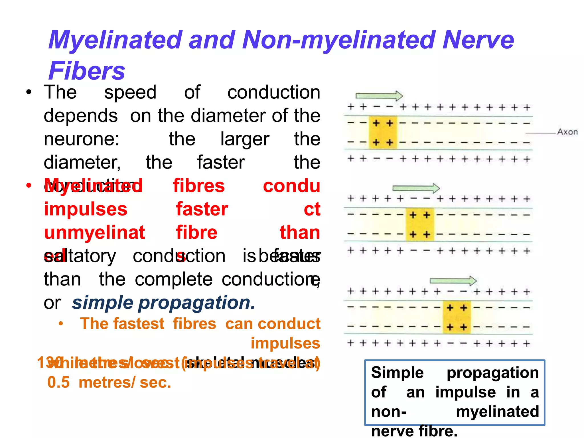 sensory_neurons.pptx
