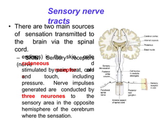 sensory_neurons.pptx