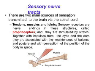 sensory_neurons.pptx