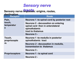 sensory_neurons.pptx