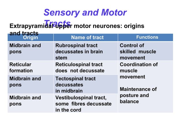 sensory_neurons.pptx | Brain and Nervous System Disorders | Diseases and Conditions