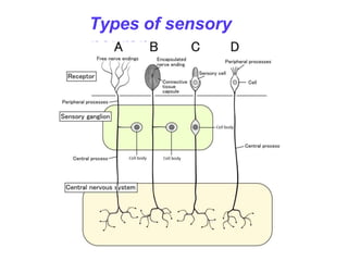 sensory_neurons.pptx