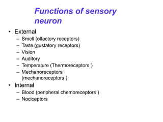 sensory_neurons.pptx
