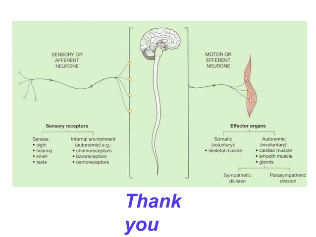 sensory_neurons.pptx | Brain and Nervous System Disorders | Diseases and Conditions