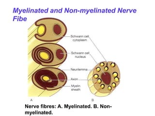 sensory_neurons.pptx