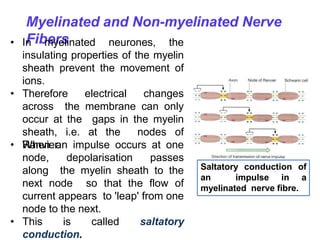 sensory_neurons.pptx