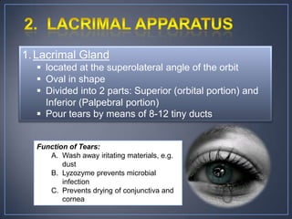 Sensory organs | PPTX