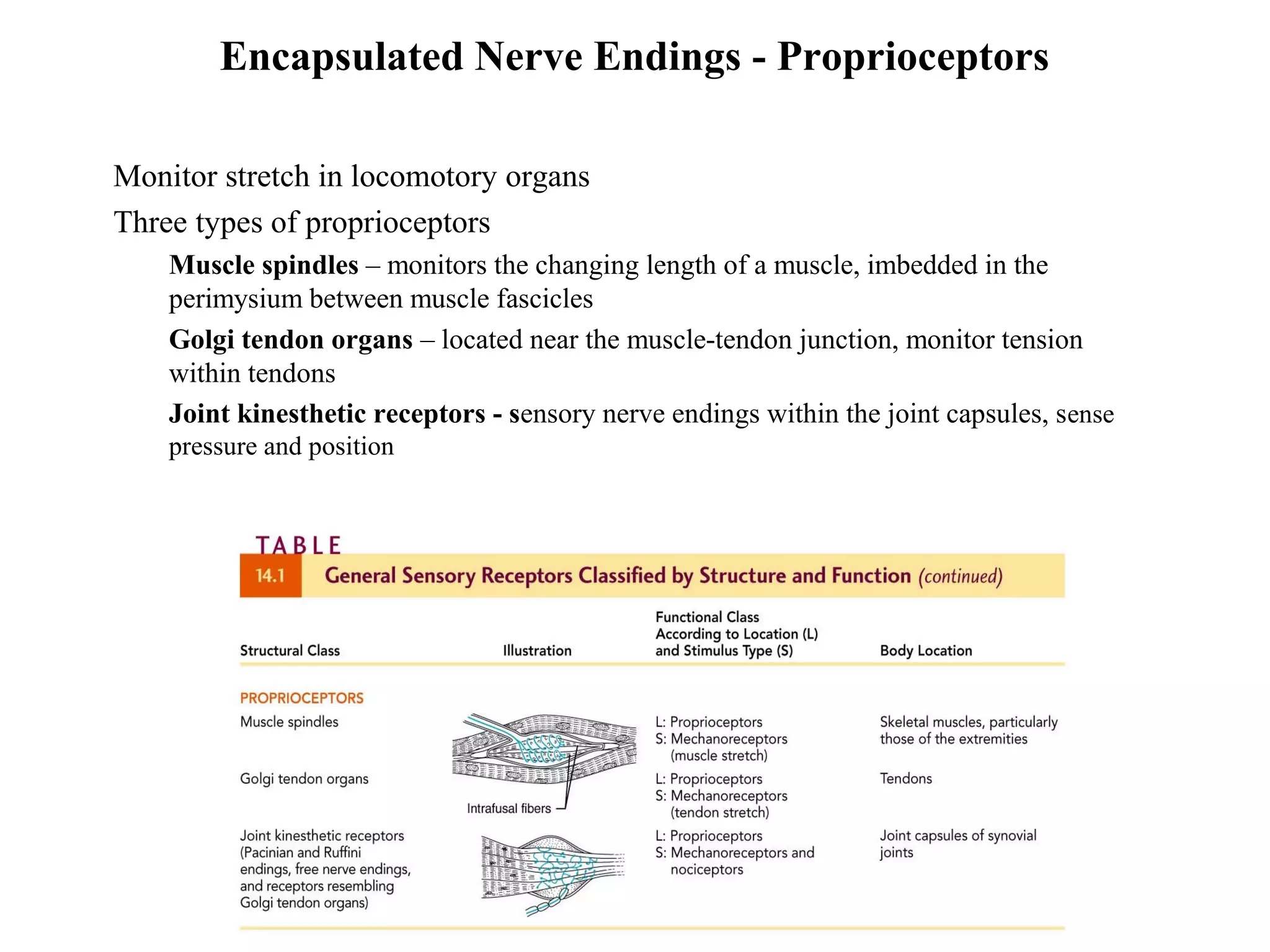 Sensory organs | PPT