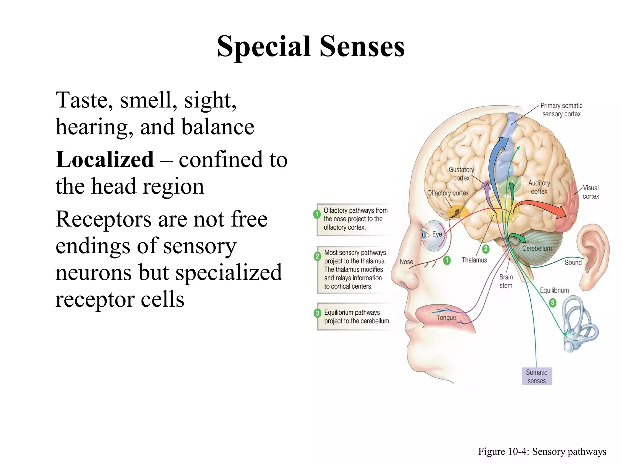 Sensory organs | PPT