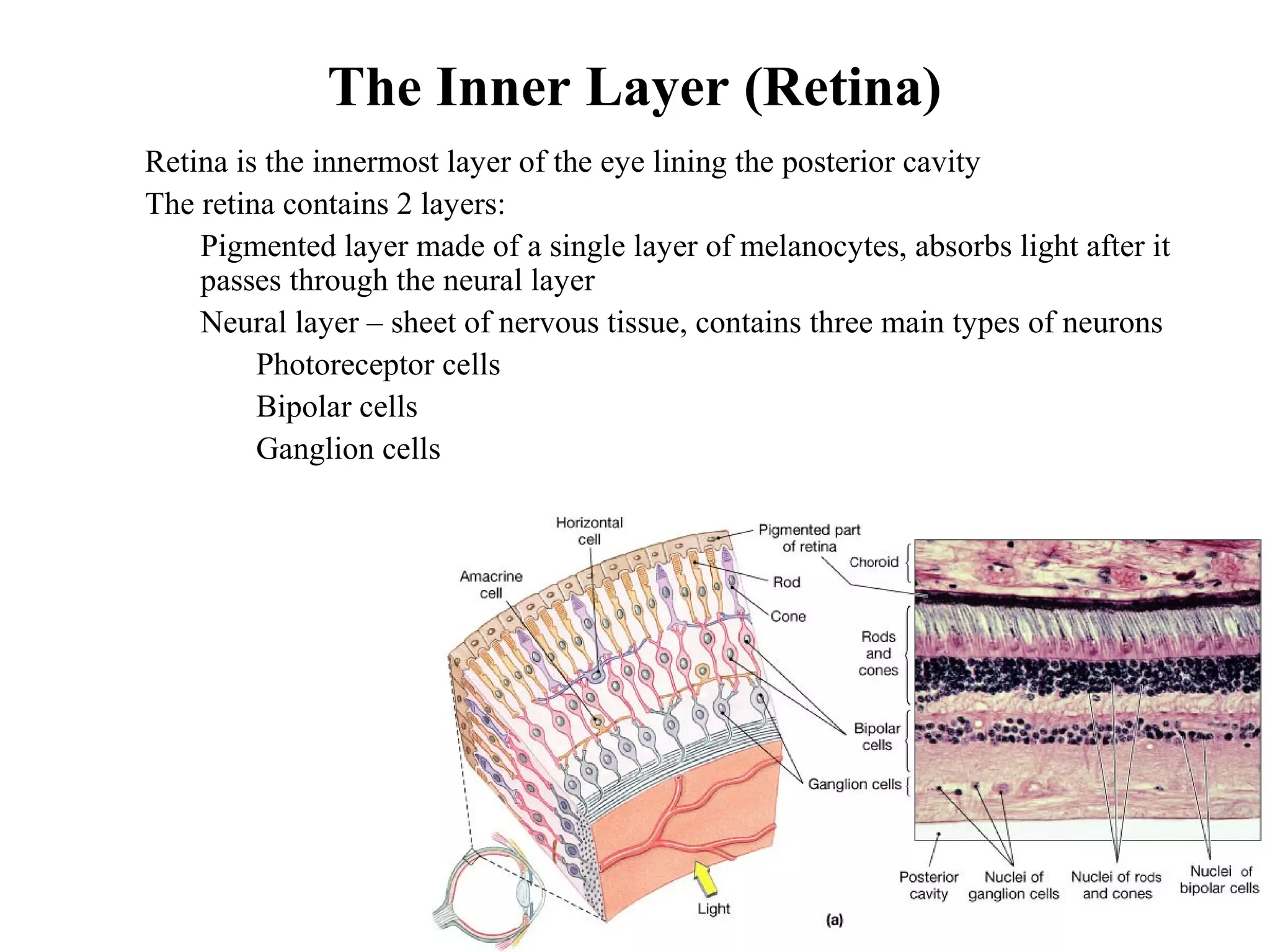 Sensory organs | PPT