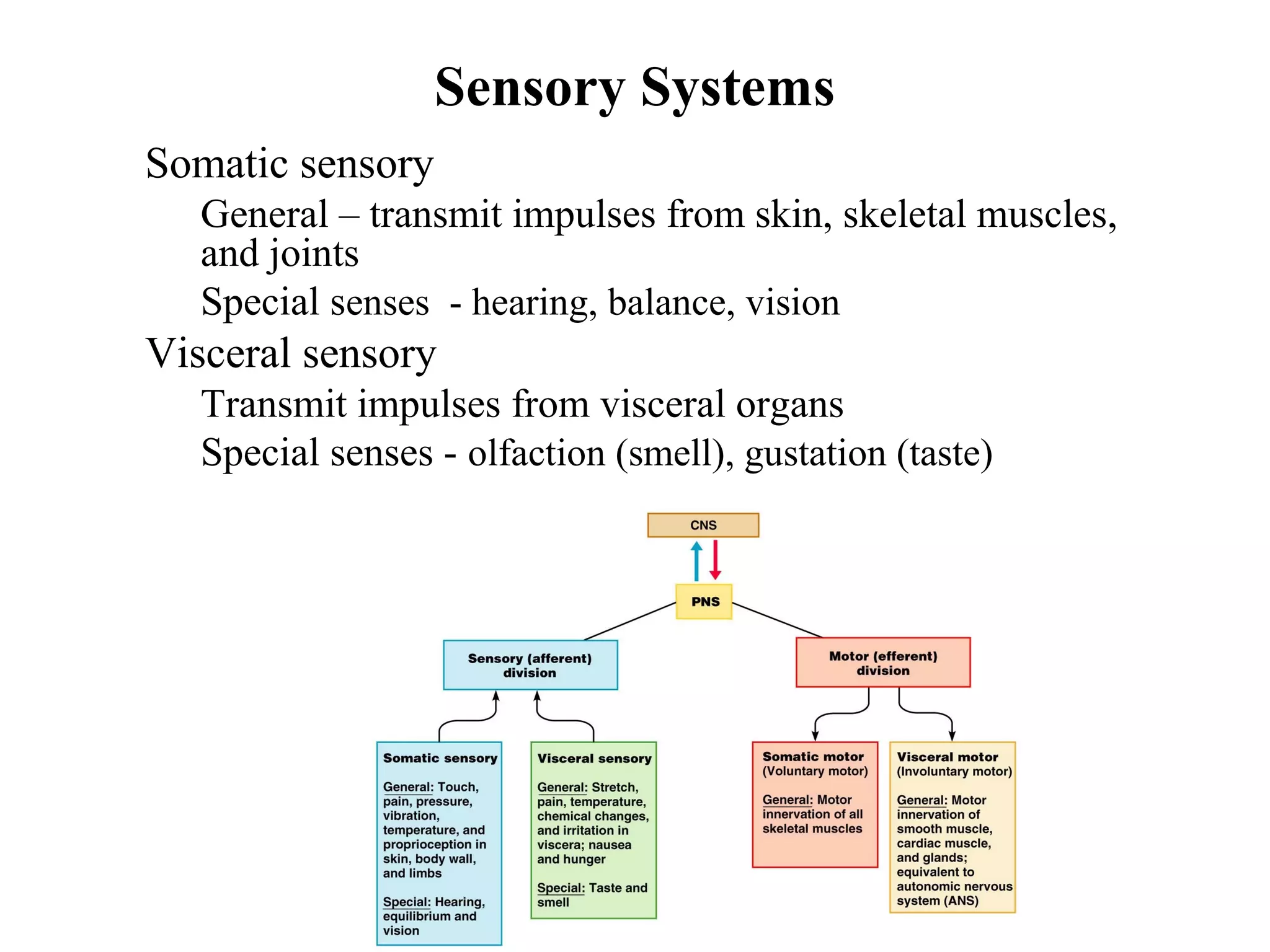 Sensory organs | PPT