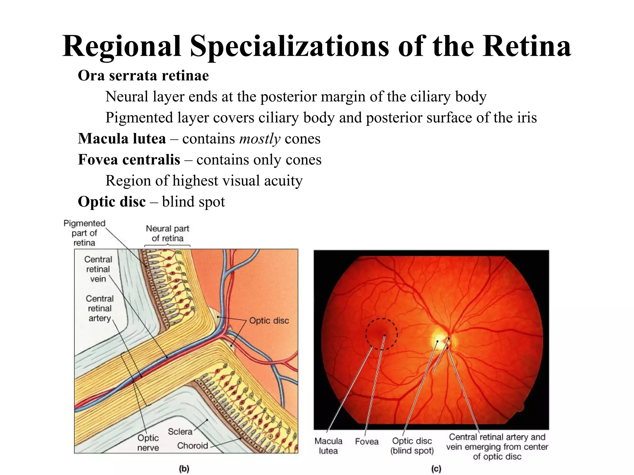 Sensory organs | PPT