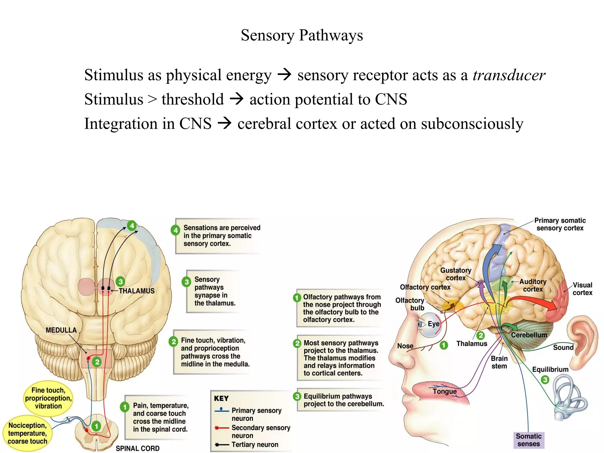 Sensory organs | PPT