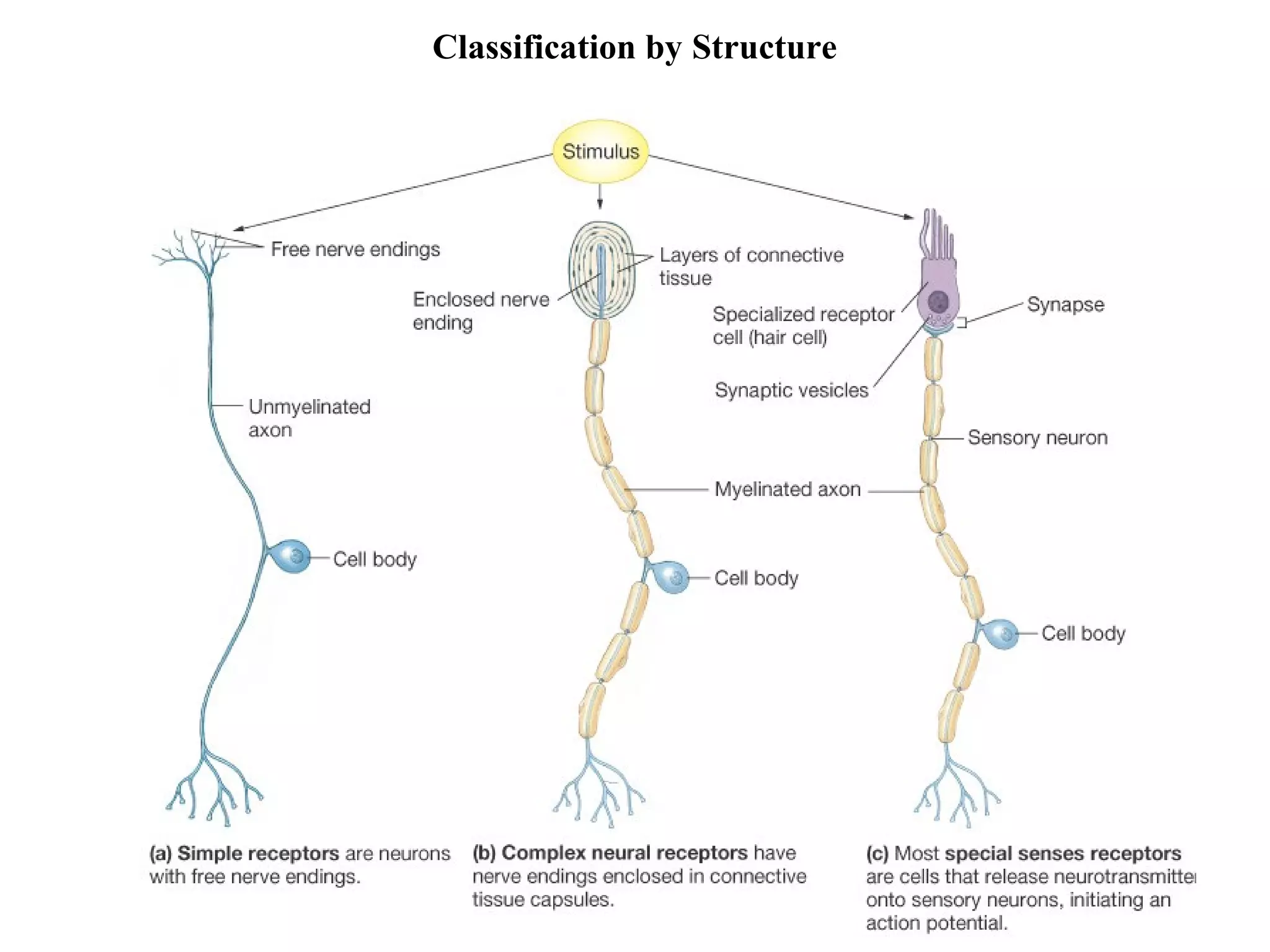 Sensory organs | PPT