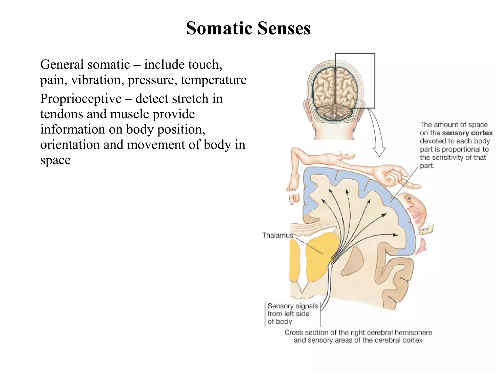 Sensory organs | PPT