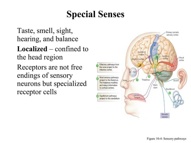 Sensory organs | PPT