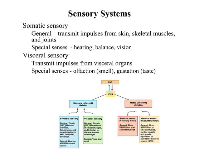 Sensory organs | PPT