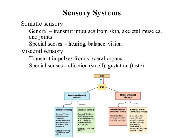 Sensory organs