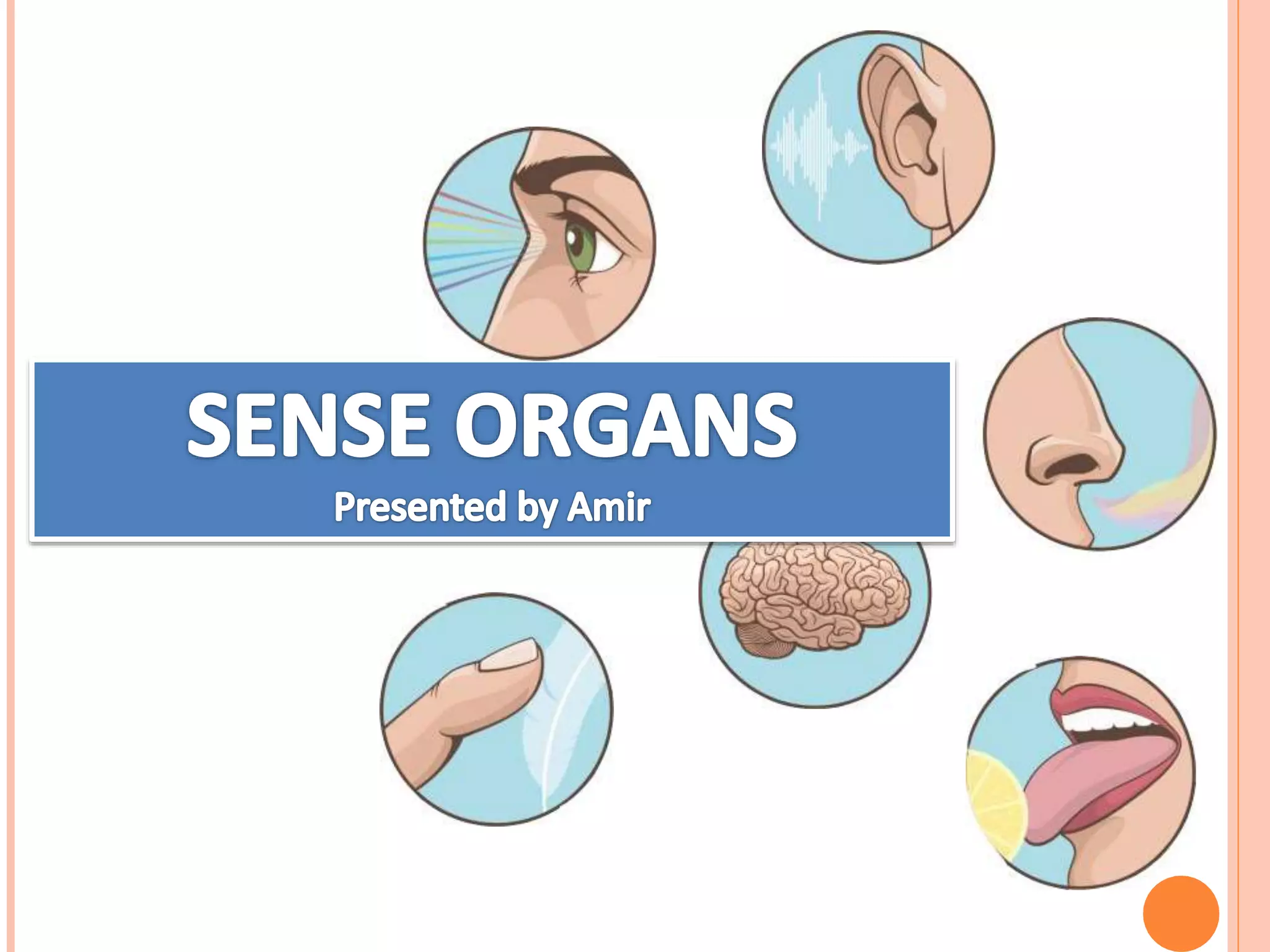 Sense Organs | PPTX