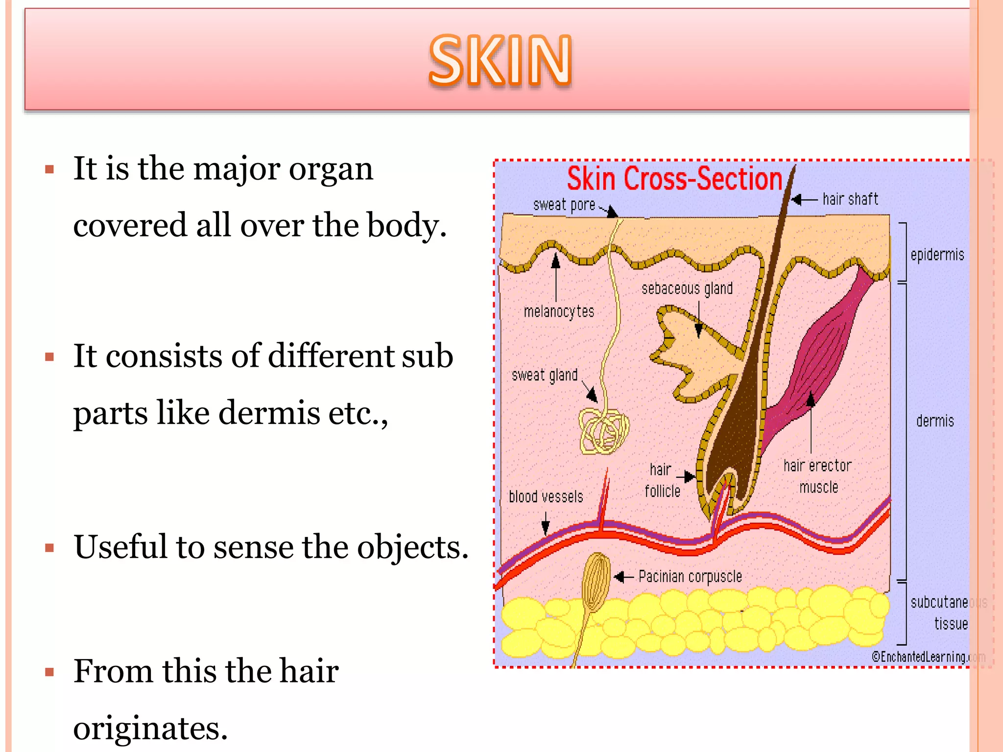 Sense Organs | PPTX