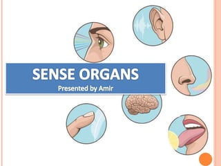 Sense Organs | PPTX