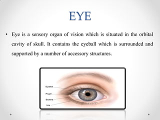 Sensory organs | PDF