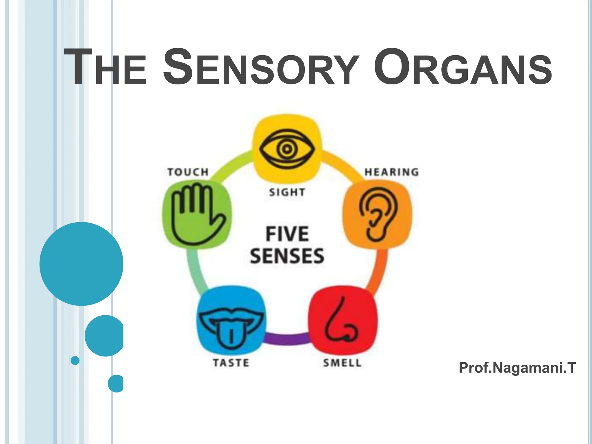 The Sensory Organs ( Anatomy & Physiology) | PPTX | Skin and ...