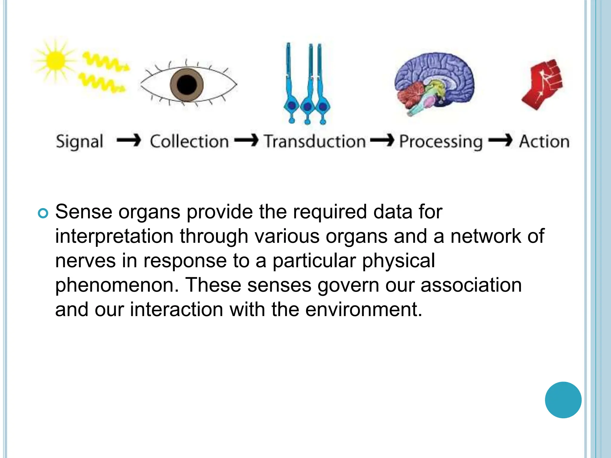 The Sensory Organs ( Anatomy & Physiology) | PPTX
