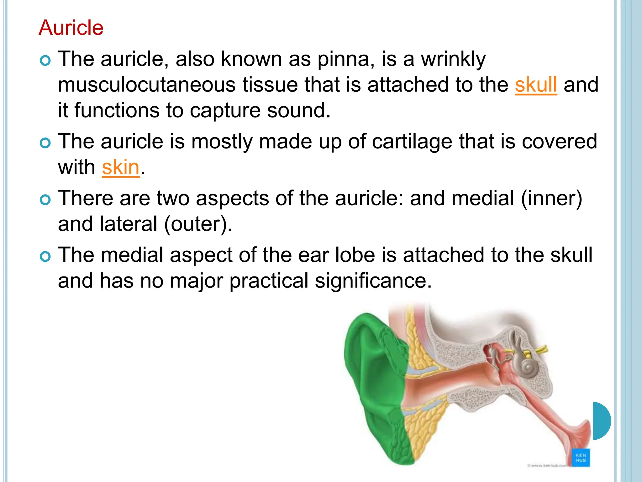 The Sensory Organs ( Anatomy & Physiology) | PPTX